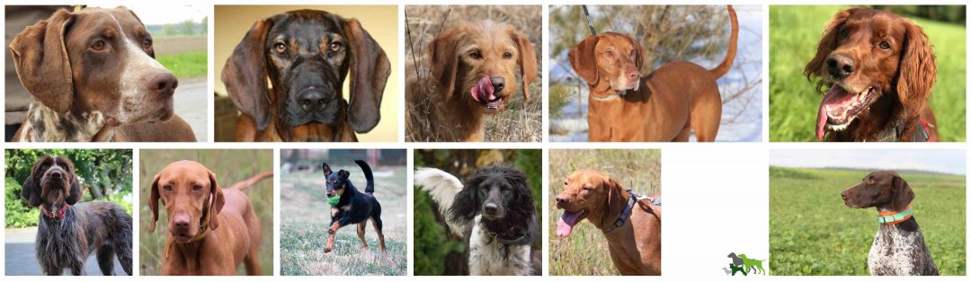 Hands4Paws - Helfende Hände für Jagdhunde in Not e.V.