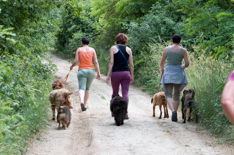 Ungarnfahrt 2017 | Hands4Paws - Helfende Hände für Jagdhunde in Not e.V.
