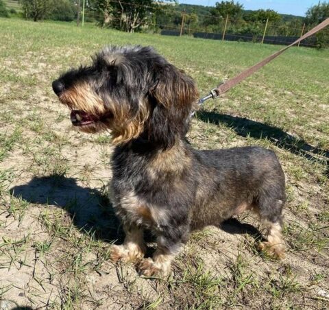 Dackel (Rauhaar) | Hands4Paws - Helfende Hände für Jagdhunde in Not e.V.