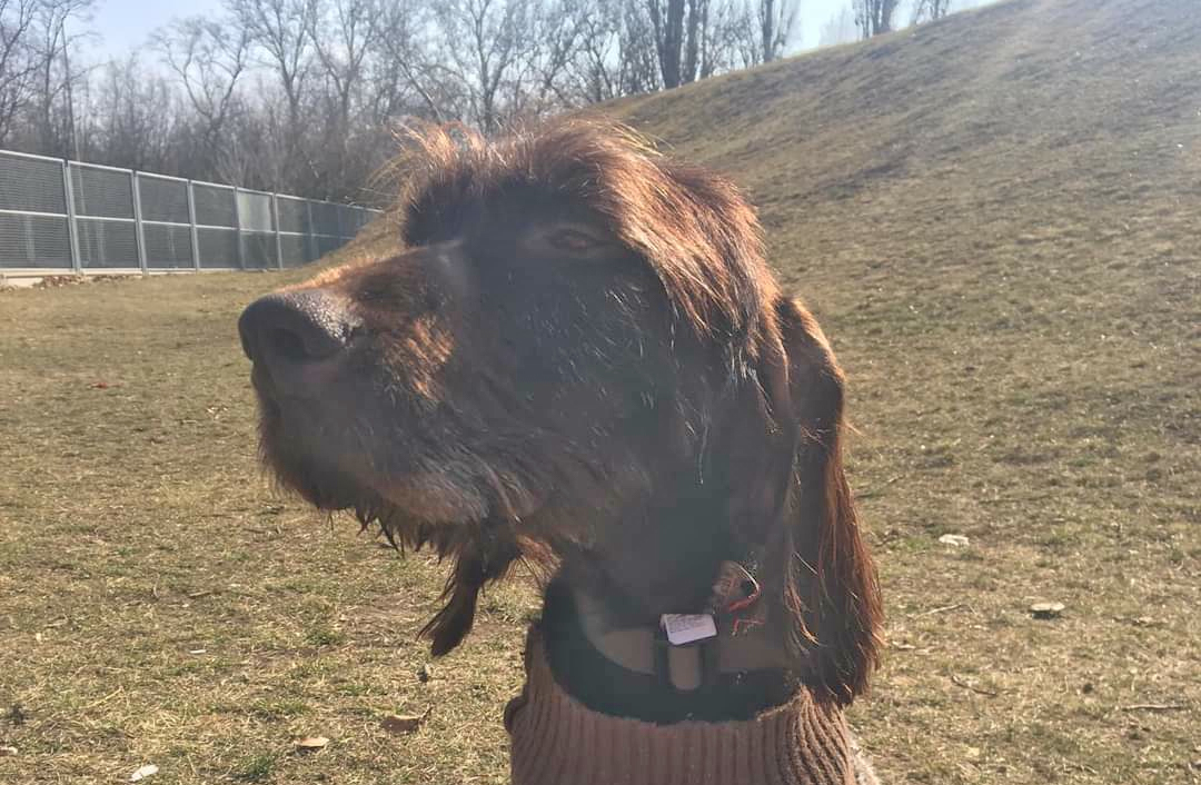 Jagdhunde | Hands4Paws - Helfende Hände für Jagdhunde in Not e.V.