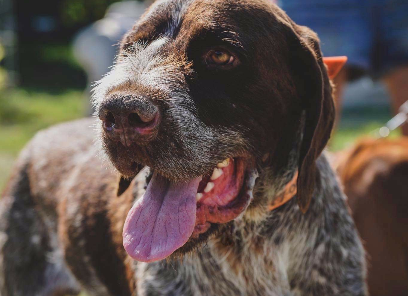 Jagdhunde | Hands4Paws - Helfende Hände für Jagdhunde in Not e.V.