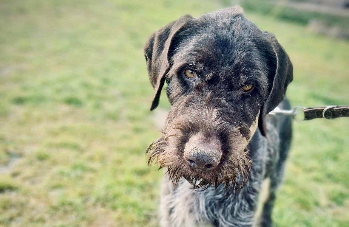 Jagdhunde | Hands4Paws - Helfende Hände für Jagdhunde in Not e.V.
