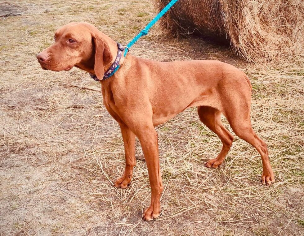 Lupa | UK, 3 Jahre | Hands4Paws - Helfende Hände für Jagdhunde in Not e.V.