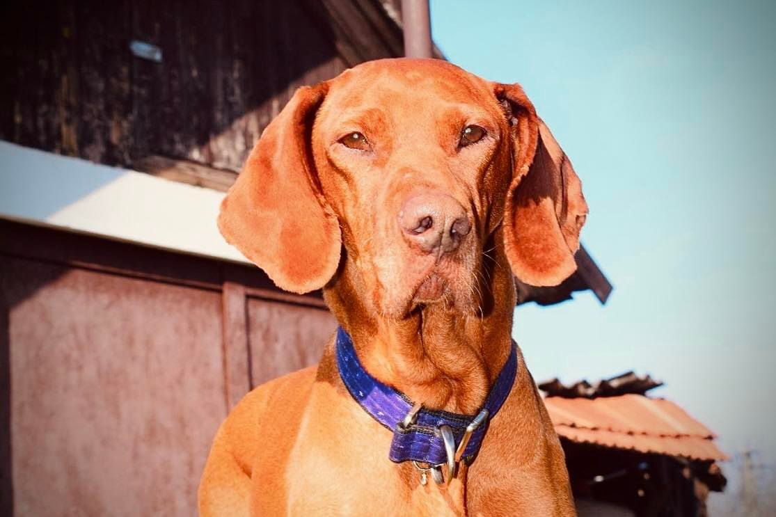 Jagdhunde | Hands4Paws - Helfende Hände für Jagdhunde in Not e.V.