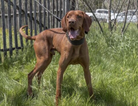 Bársony | UK, 4 Jahre | Hands4Paws - Helfende Hände für Jagdhunde in ...