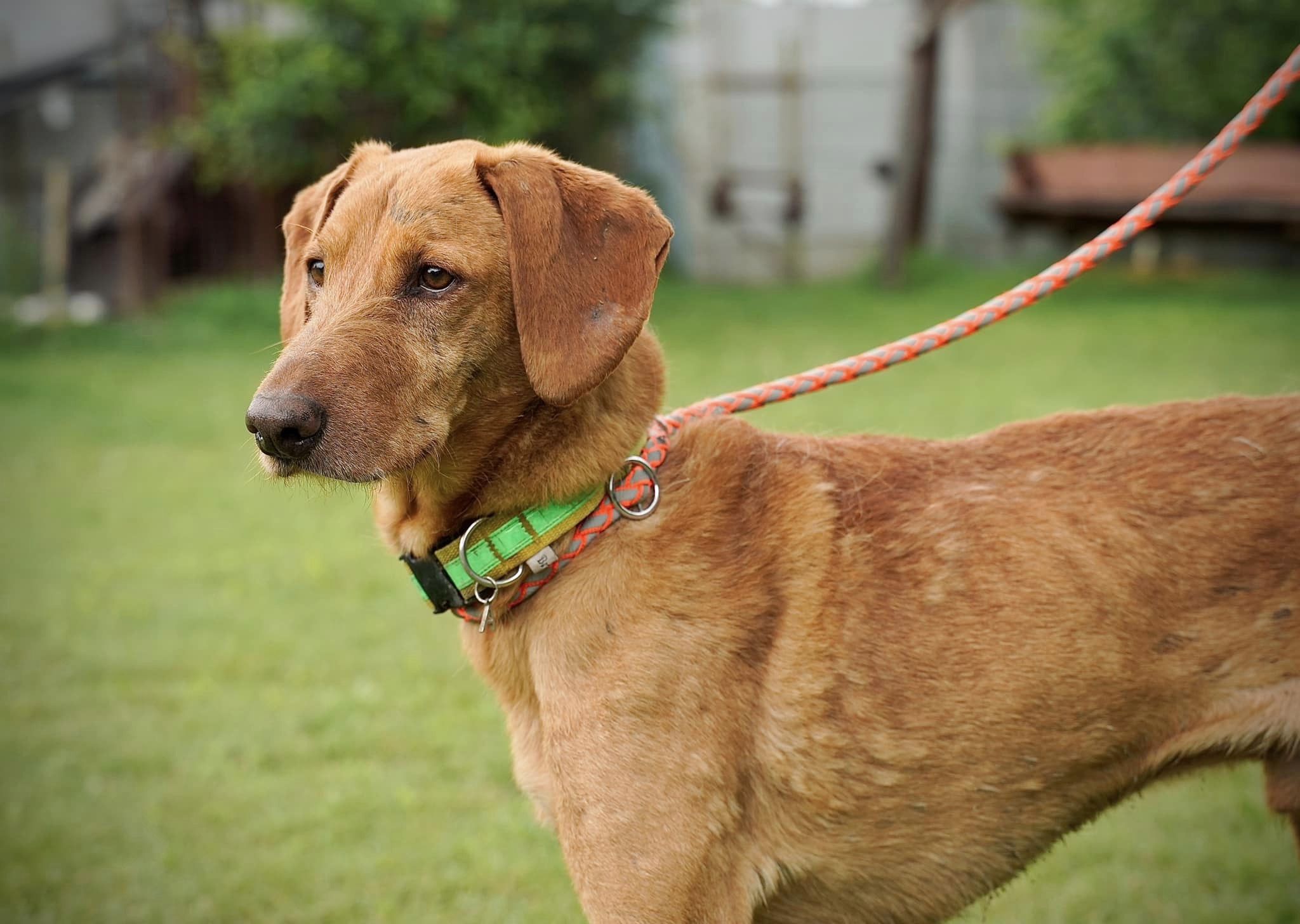 Jagdhunde | Hands4Paws - Helfende Hände für Jagdhunde in Not e.V.