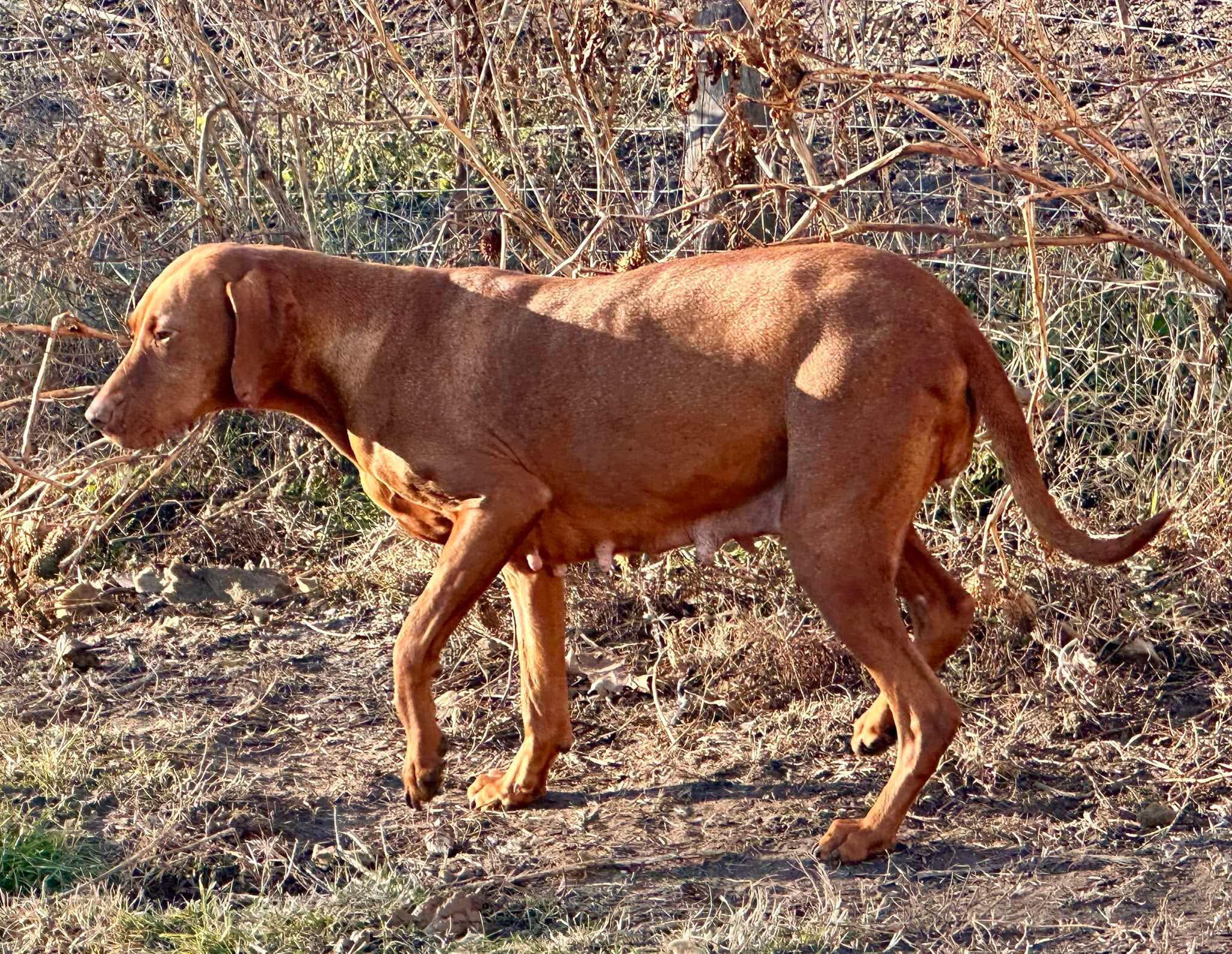 Jagdhunde | Hands4Paws - Helfende Hände für Jagdhunde in Not e.V.